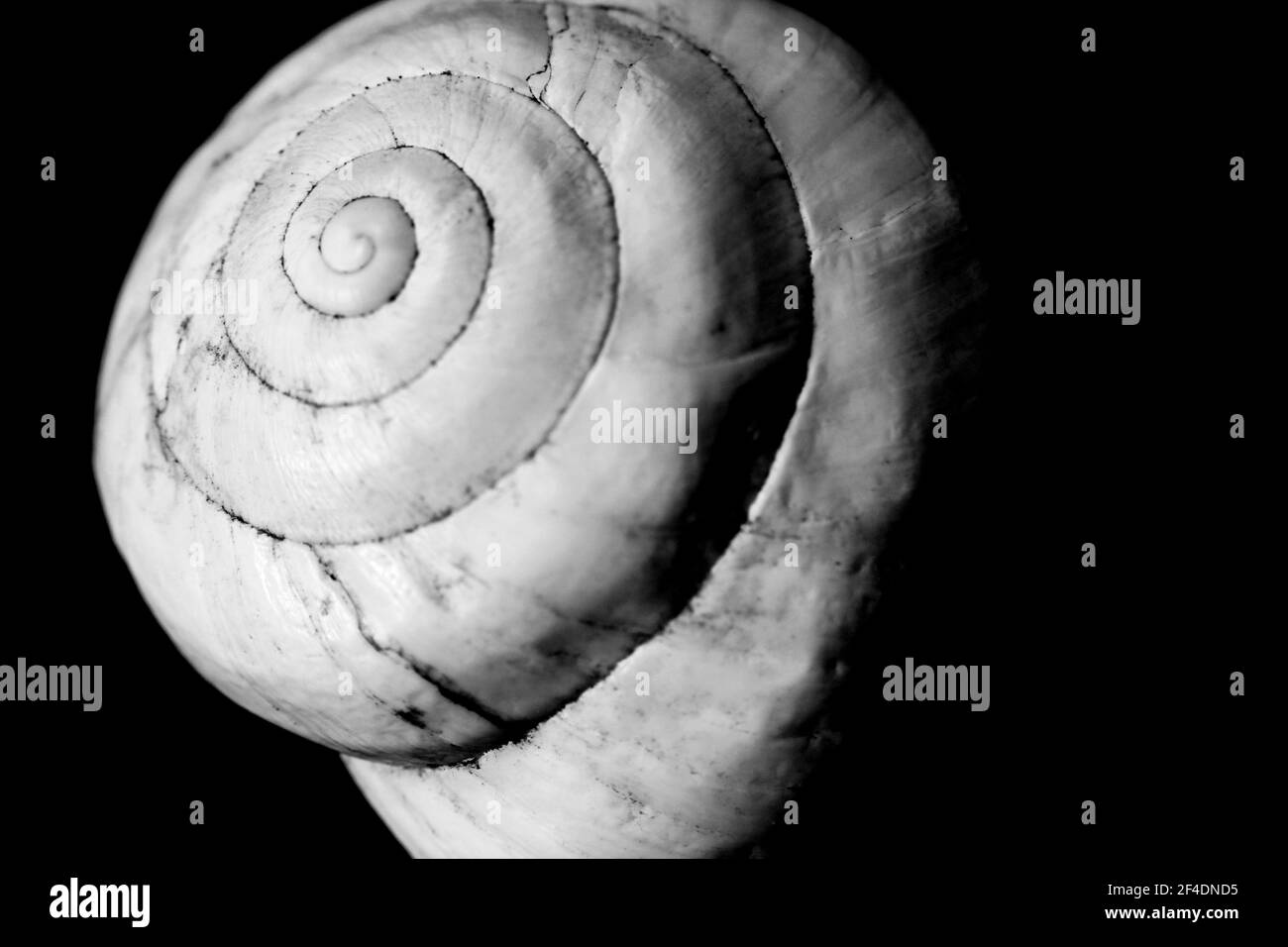 Macro photography of white snail shell on black background Stock Photo ...