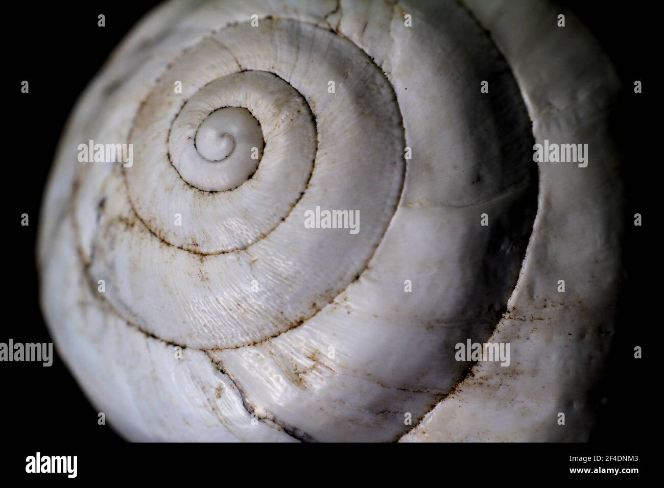 Macro photography of white snail shell on black background Stock Photo ...