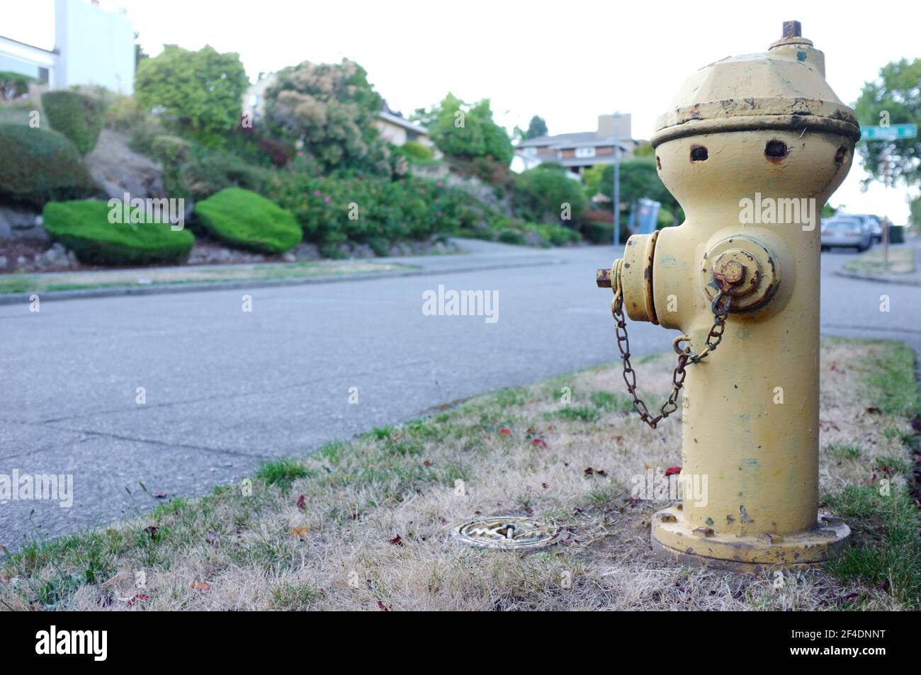 A faded yellow fire hydrant situated on a grass verge in a quiet ...
