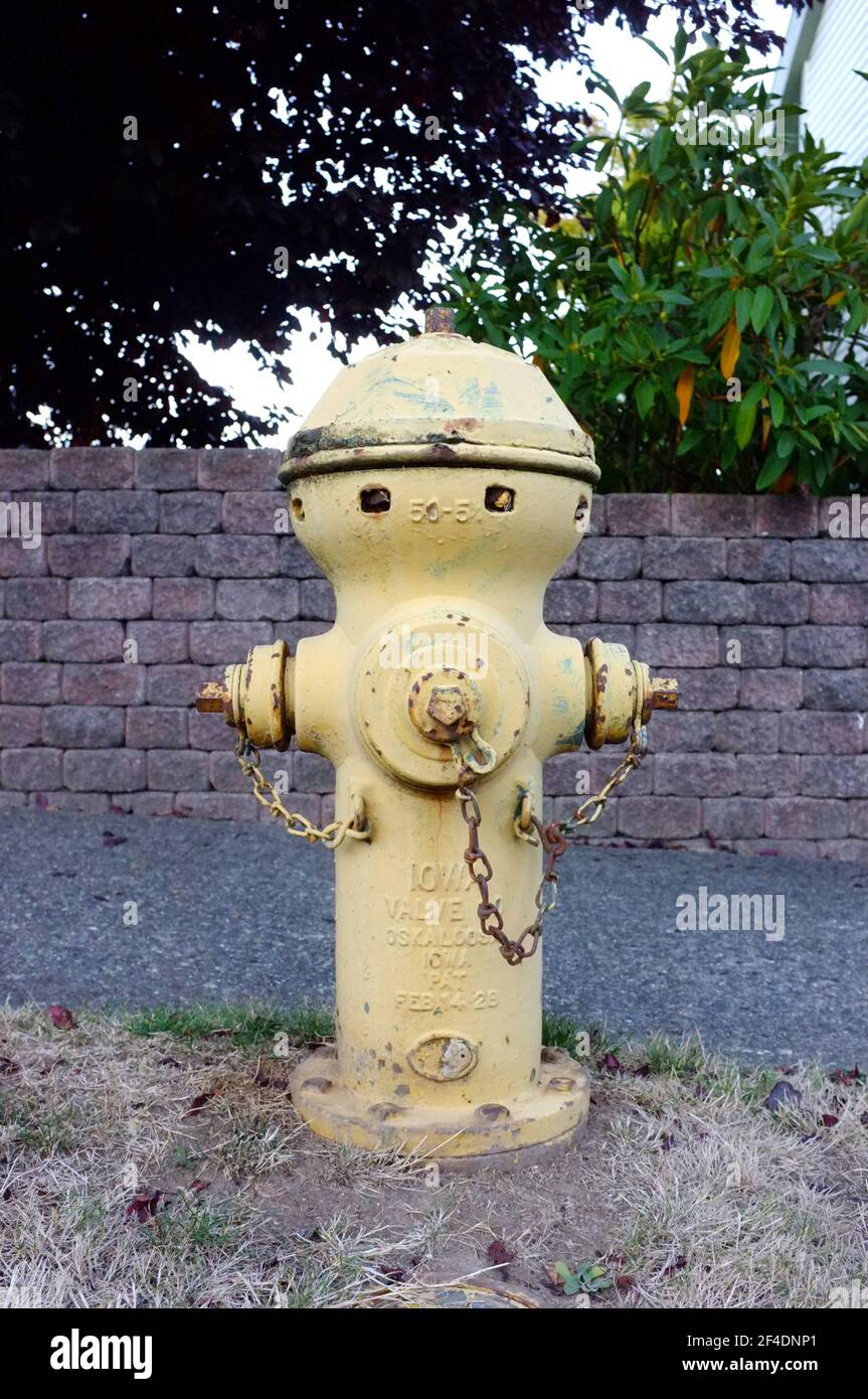 A faded yellow fire hydrant situated on a grass verge next to a ...
