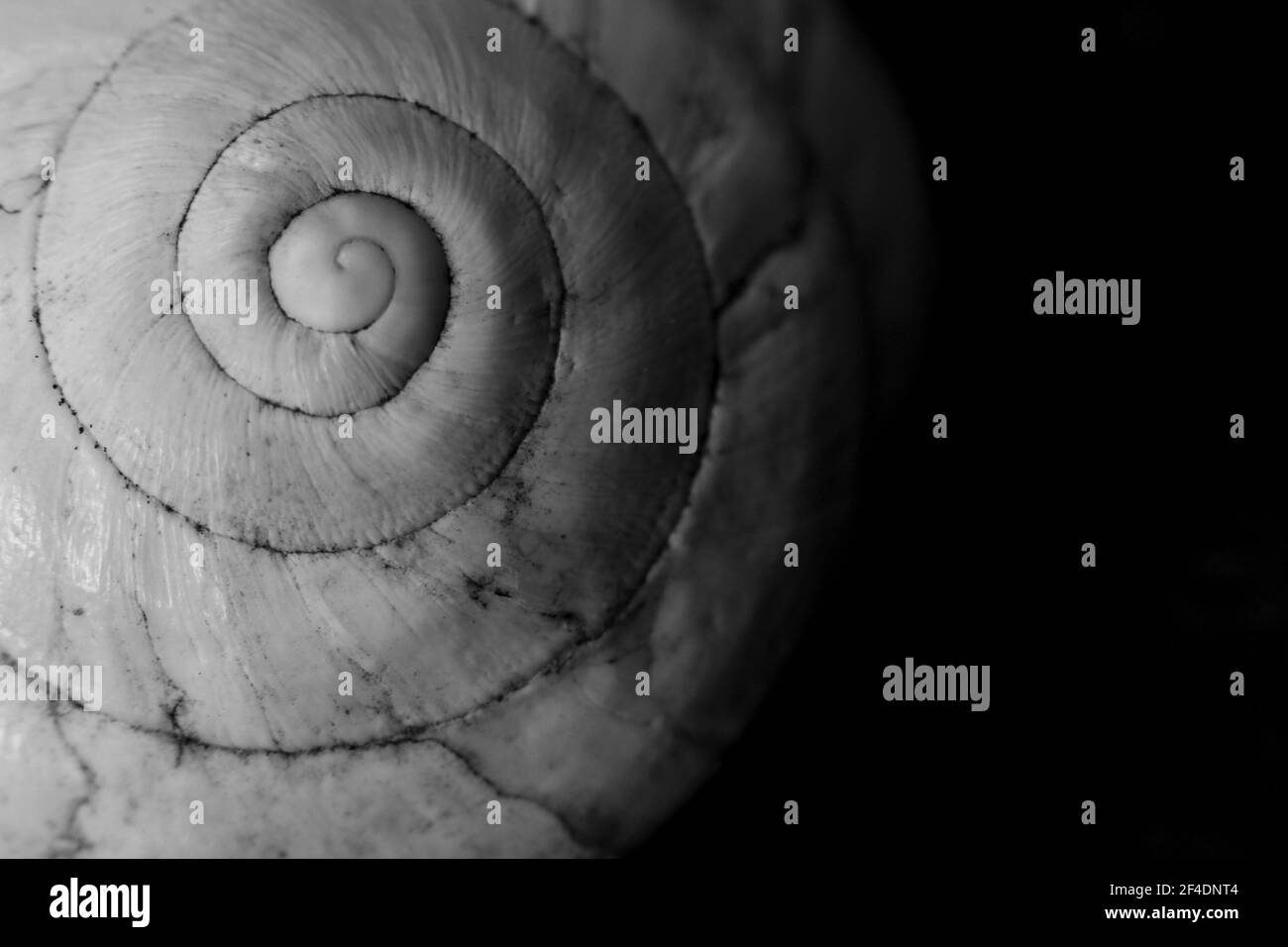 Macro photography of white snail shell on black background Stock Photo ...