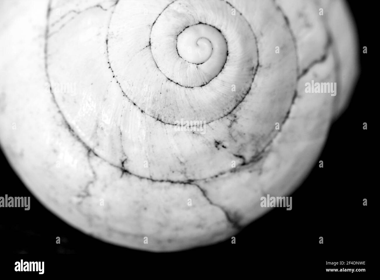 Macro photography of white snail shell on black background Stock Photo ...