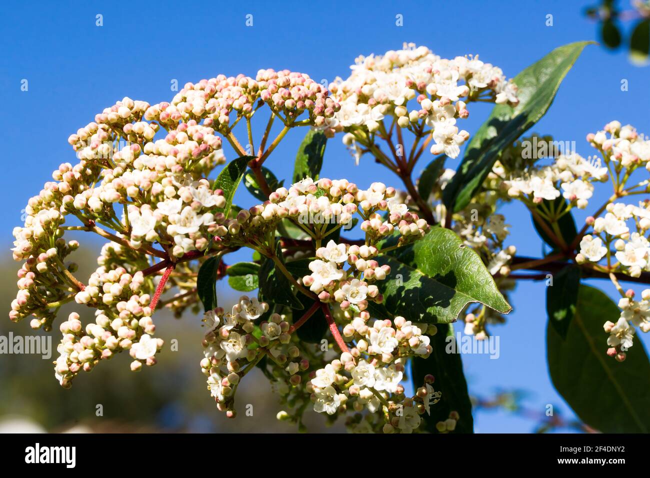 Viburnum tinus french white hi-res stock photography and images - Alamy