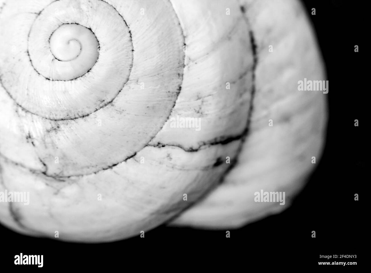 Macro photography of white snail shell on black background Stock Photo ...