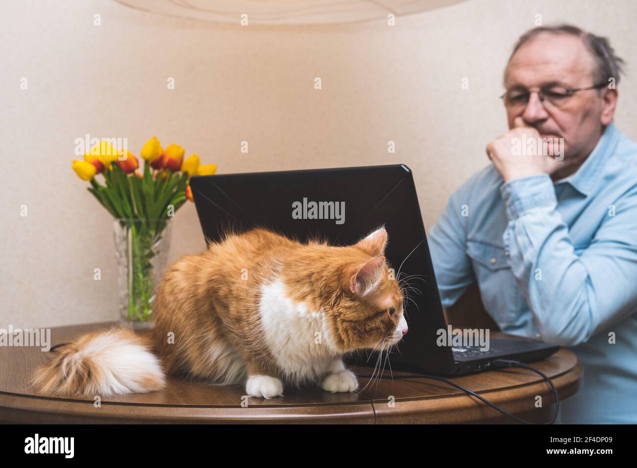 A ginger cat sits near the computer while the owner is working . A ...