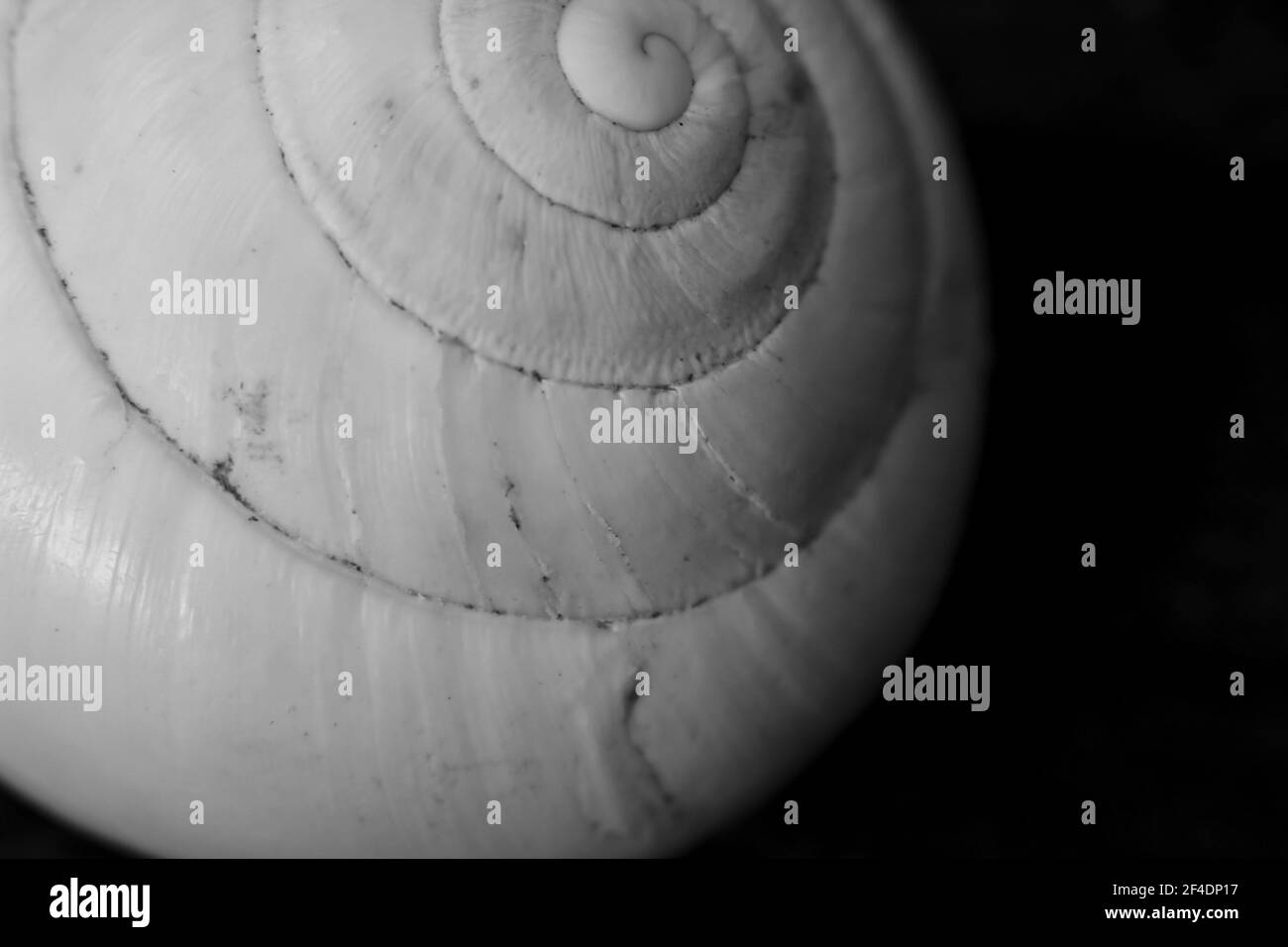 Macro photography of white snail shell on black background Stock Photo ...