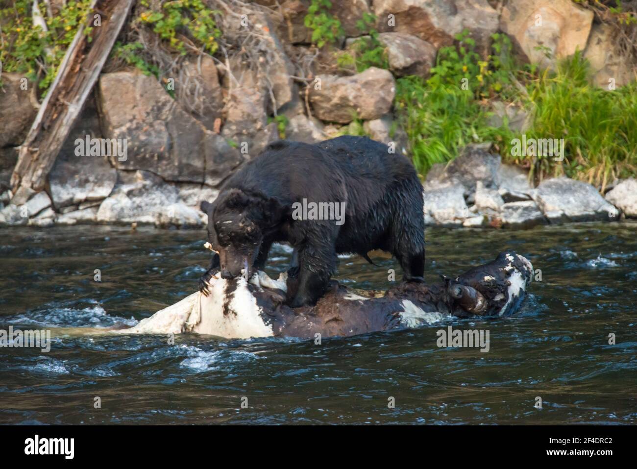 A blackish colored grizzly bear stands on and chews on a bison ...