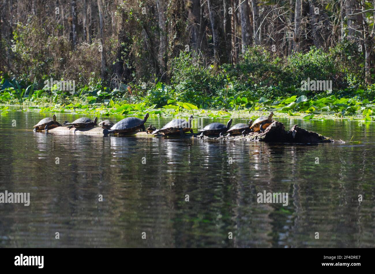 Cooter turtles sunning on a log in the Silver River, Silver Springs ...