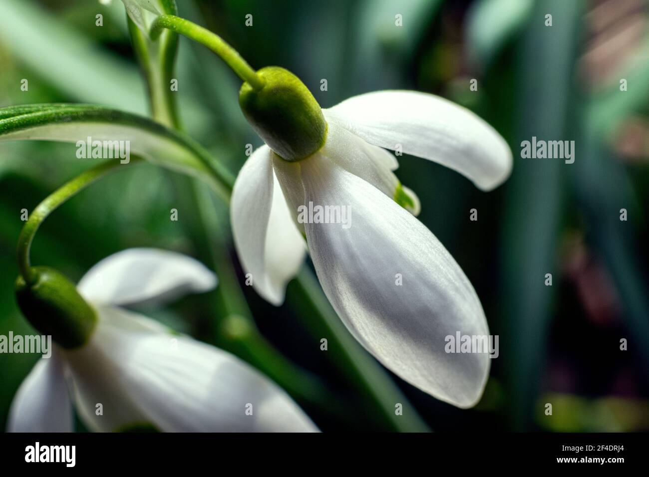Snowdrop. Spring white flower Stock Photo - Alamy