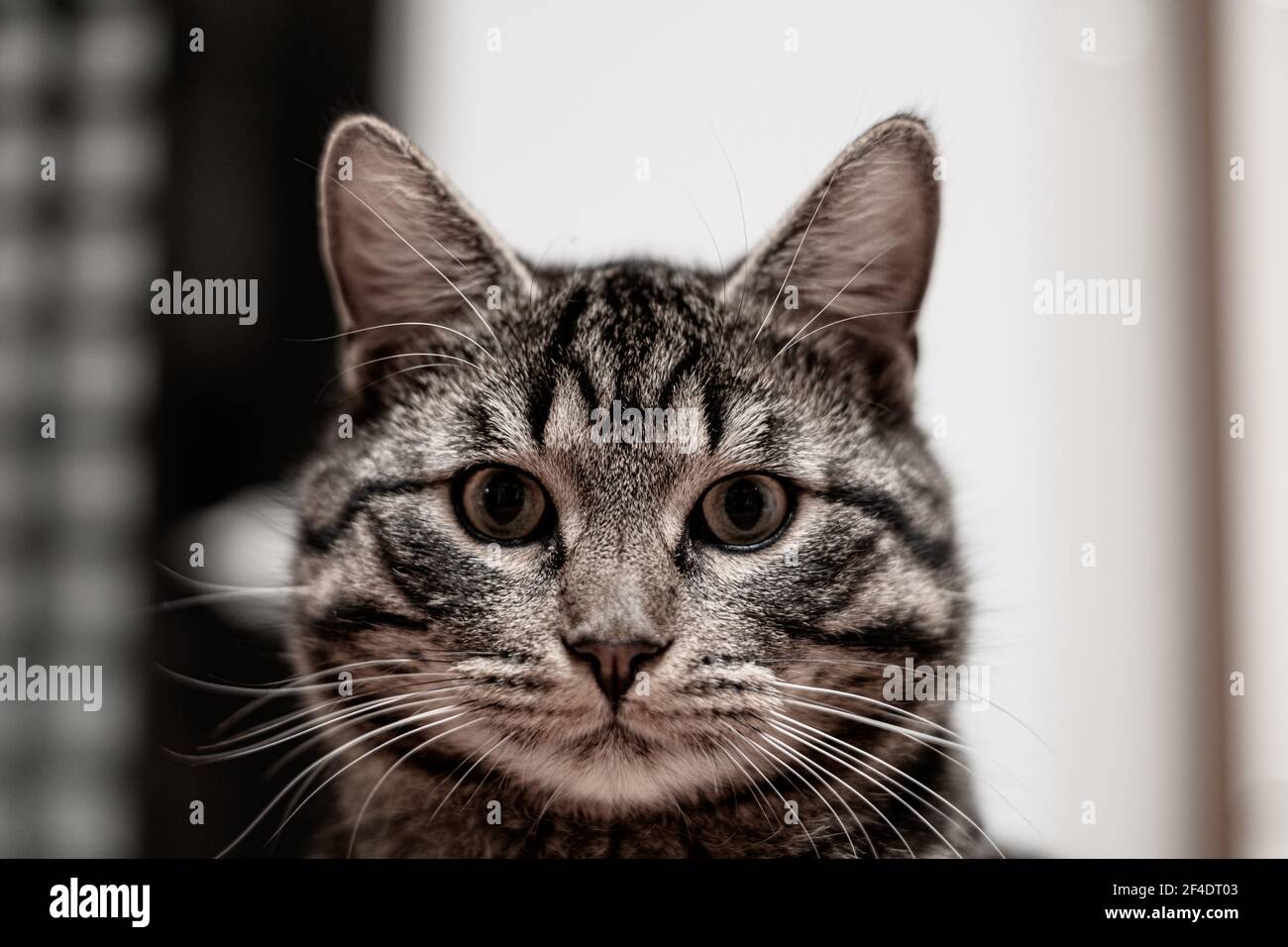 a portrait of a gray tabby european domestic cat Stock Photo - Alamy
