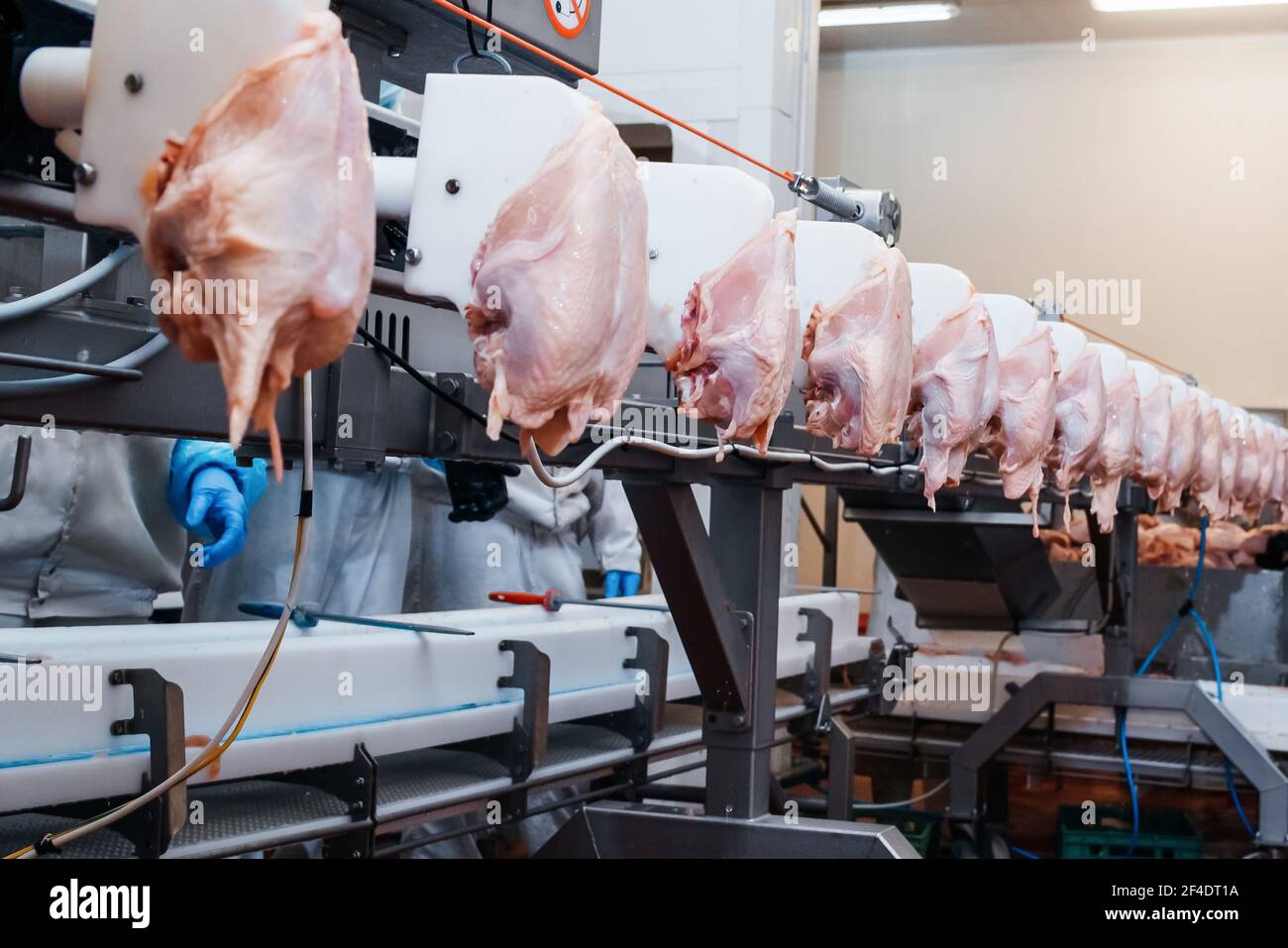 Meat processing plant.People working at a chicken factory.Automated ...