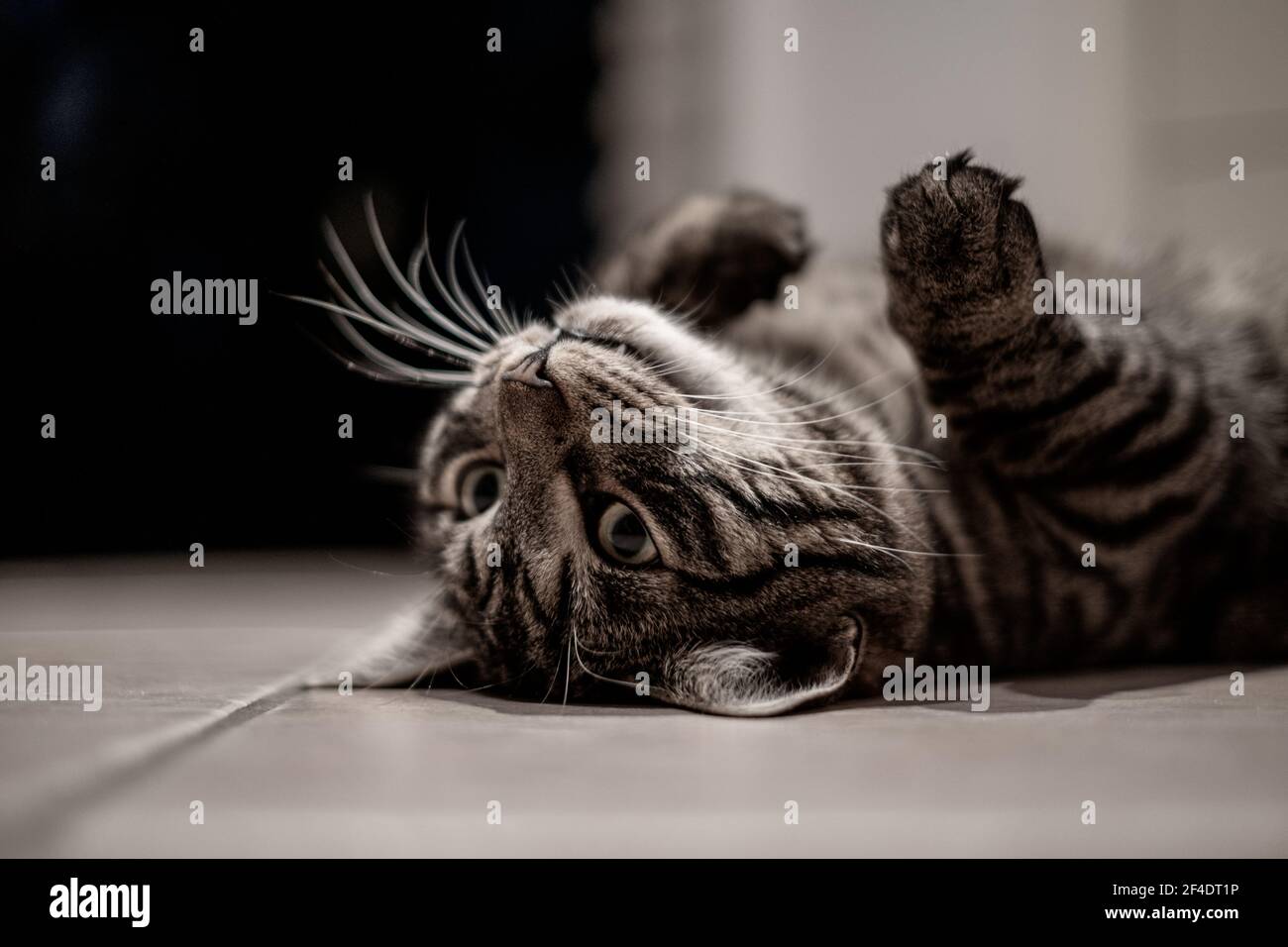 a gray tabby european domestic cat lies on its back and looks at the ...
