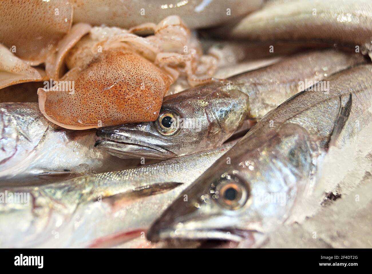 fish for sale at the fish market Stock Photo - Alamy