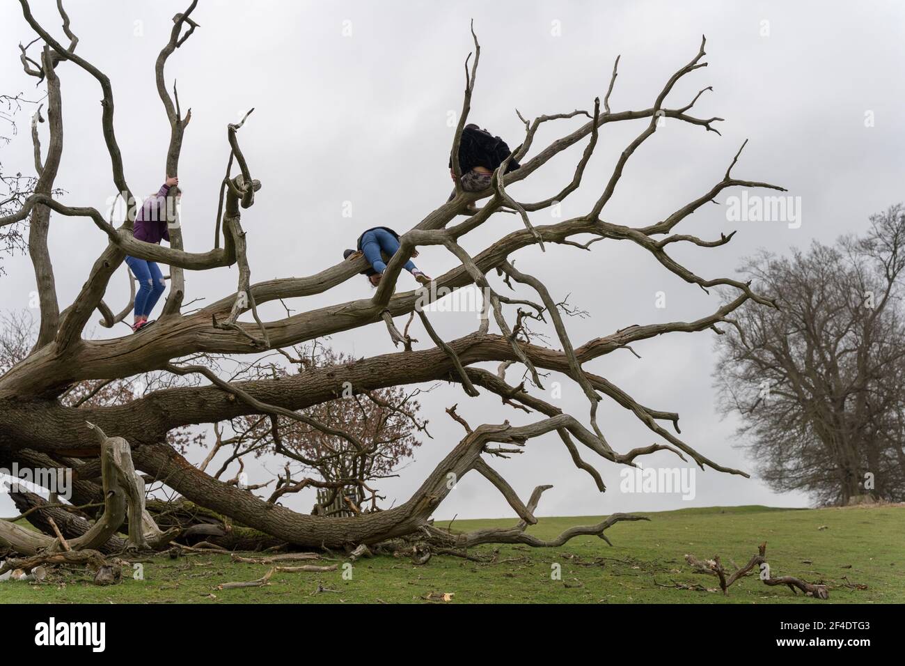 Three teenagers enjoy the tree climbing on dead fallen bare tree trunk ...