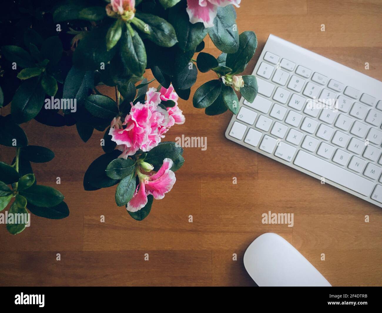 Overhead view of a computer keyboard, computer mouse and rhododendron ...