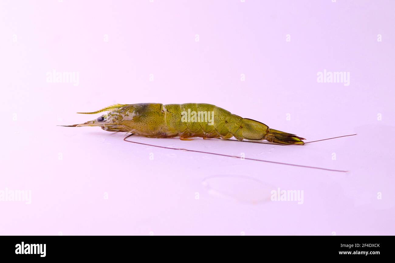 A raw Indian prawn isolated in the light purple background Stock Photo ...