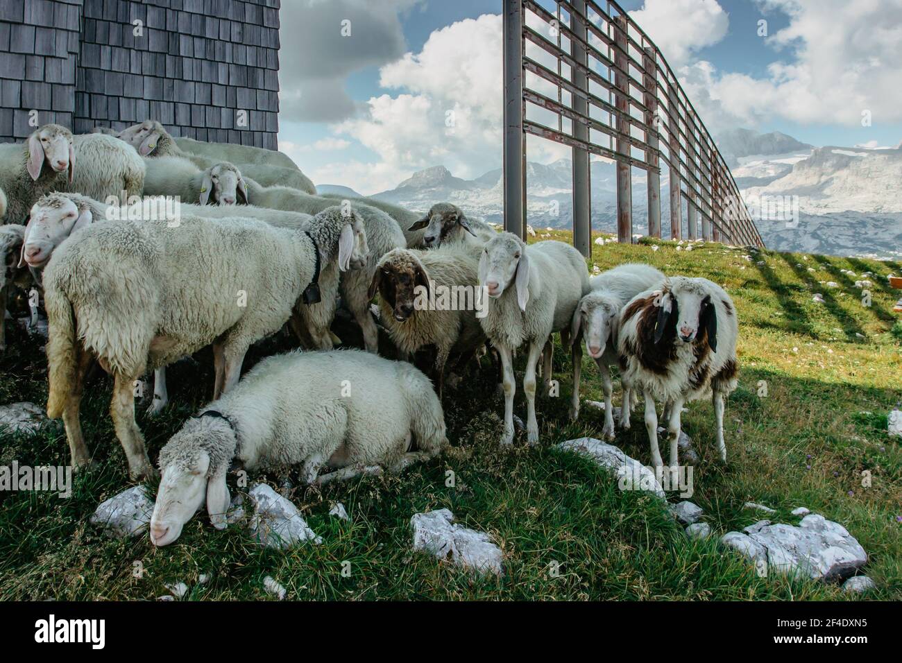 Sheep in Alpine meadow.Group of sheep grazing in paddock in Austrian ...