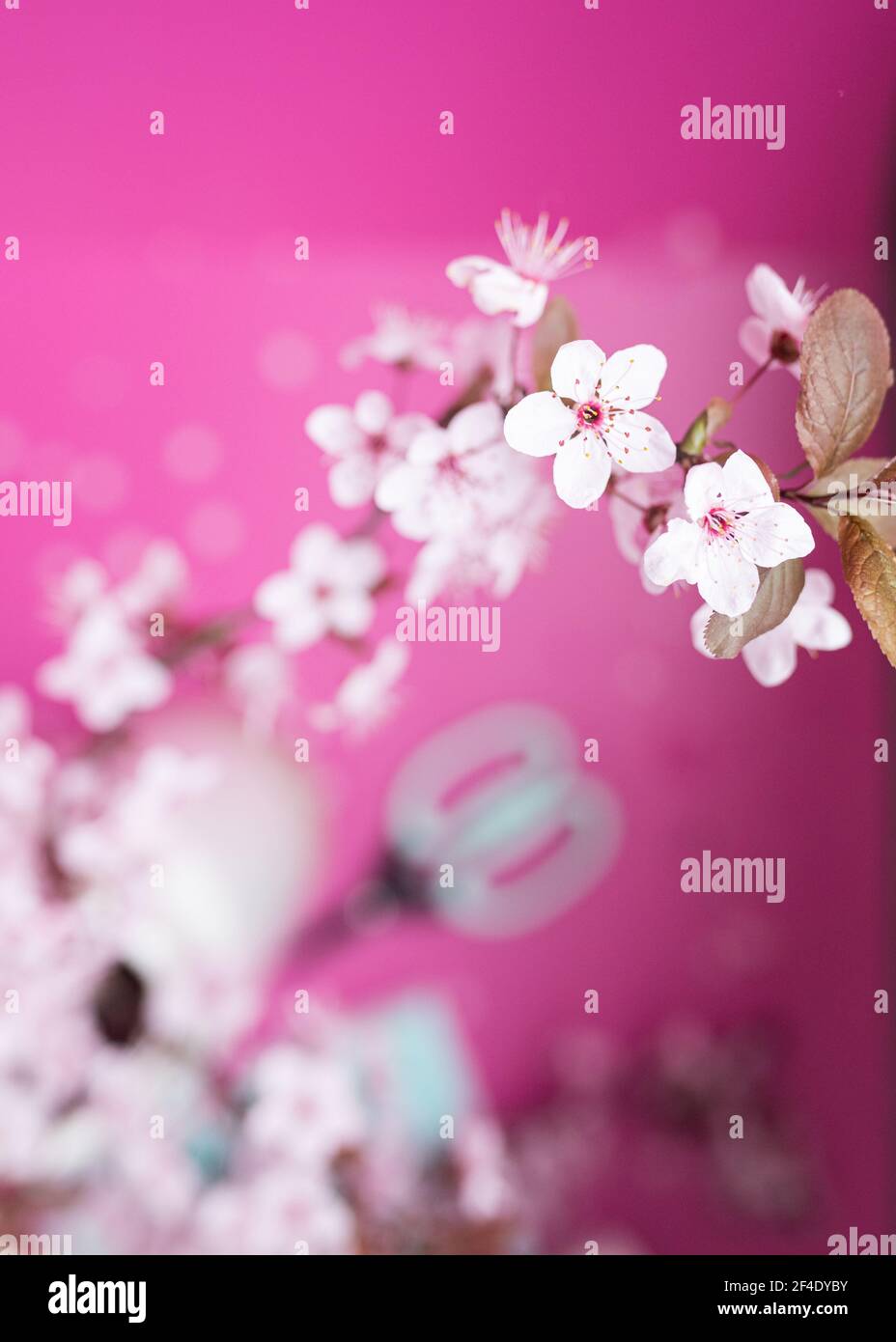 Blossomed branch pink flowers hi-res stock photography and images - Alamy