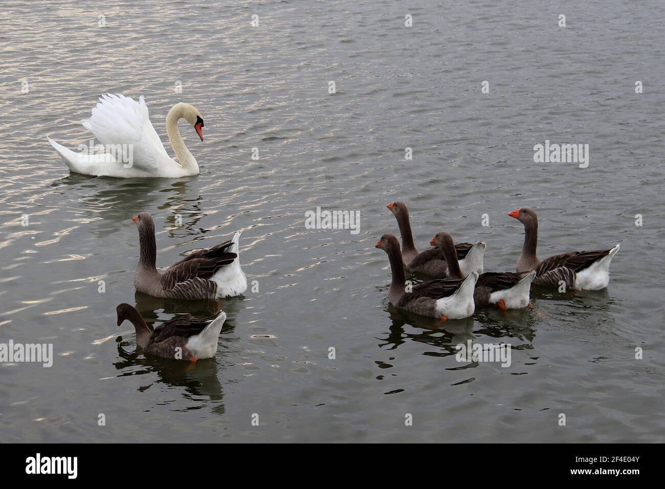 Lake Orestiada birds at Kastoria city, Macedonia, Greece Stock Photo ...