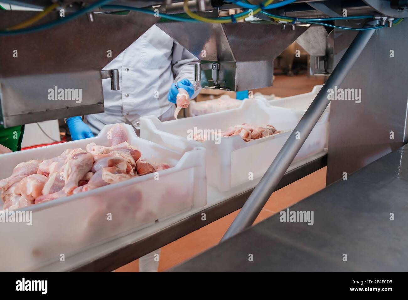 Industrial equipment at a meat factory.Chicken fillet production line ...