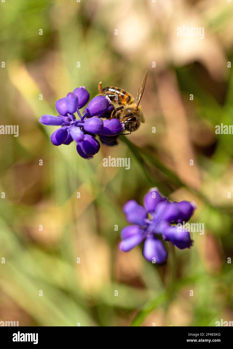 Bee on a Bluebonnets in a Green Field Stock Photo - Alamy