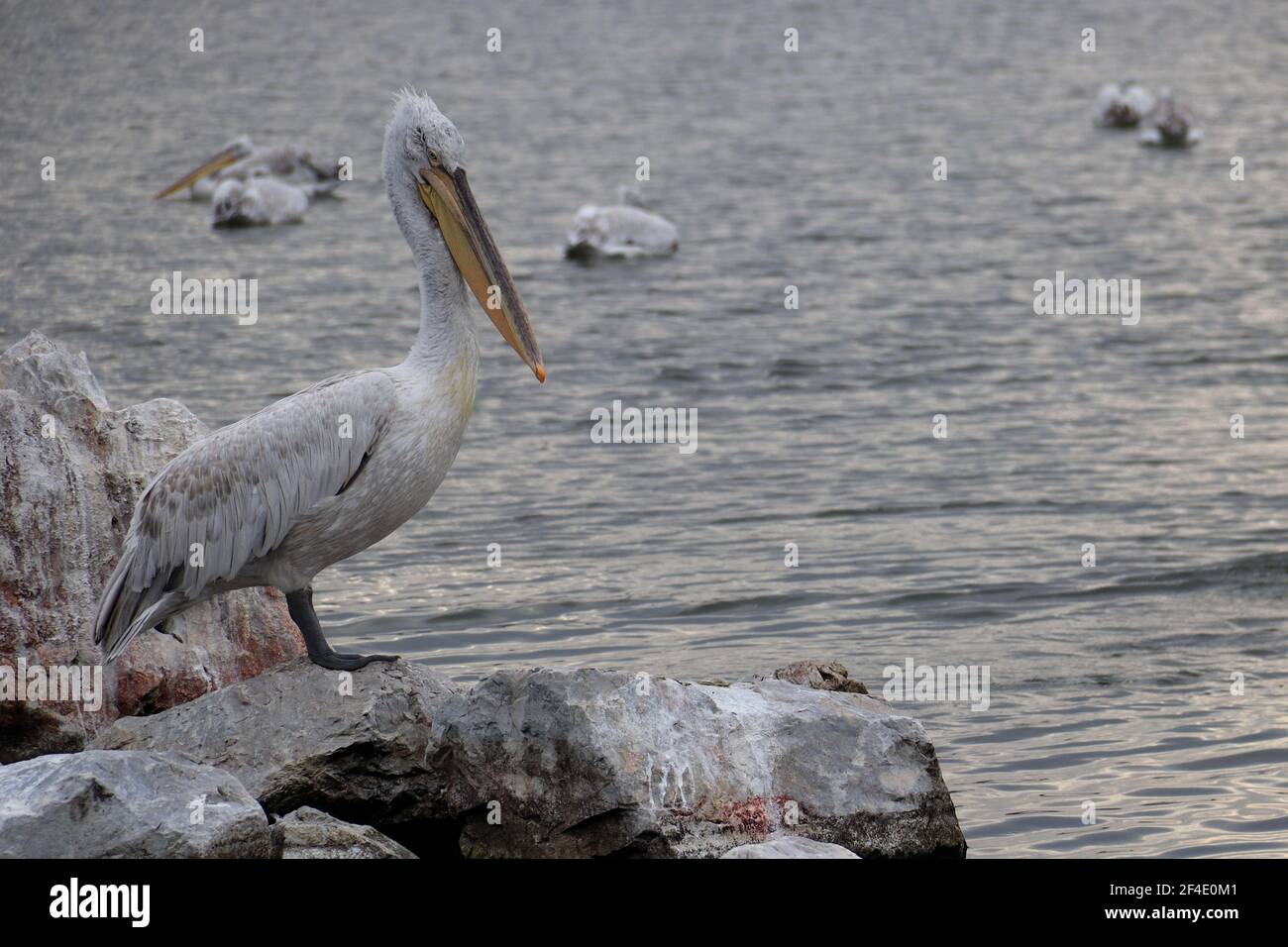 Lake Orestiada birds at Kastoria city, Macedonia, Greece Stock Photo ...