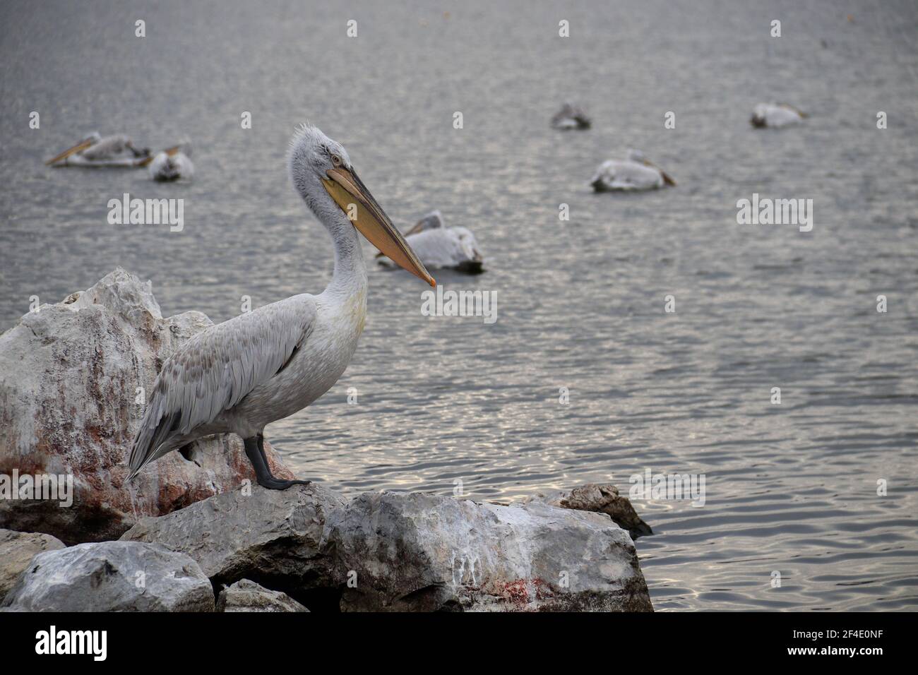 Greek birds hi-res stock photography and images - Alamy