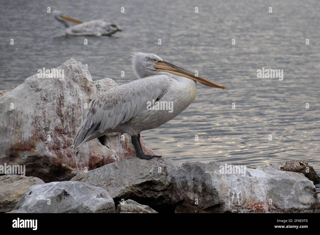 Greek birds hi-res stock photography and images - Alamy
