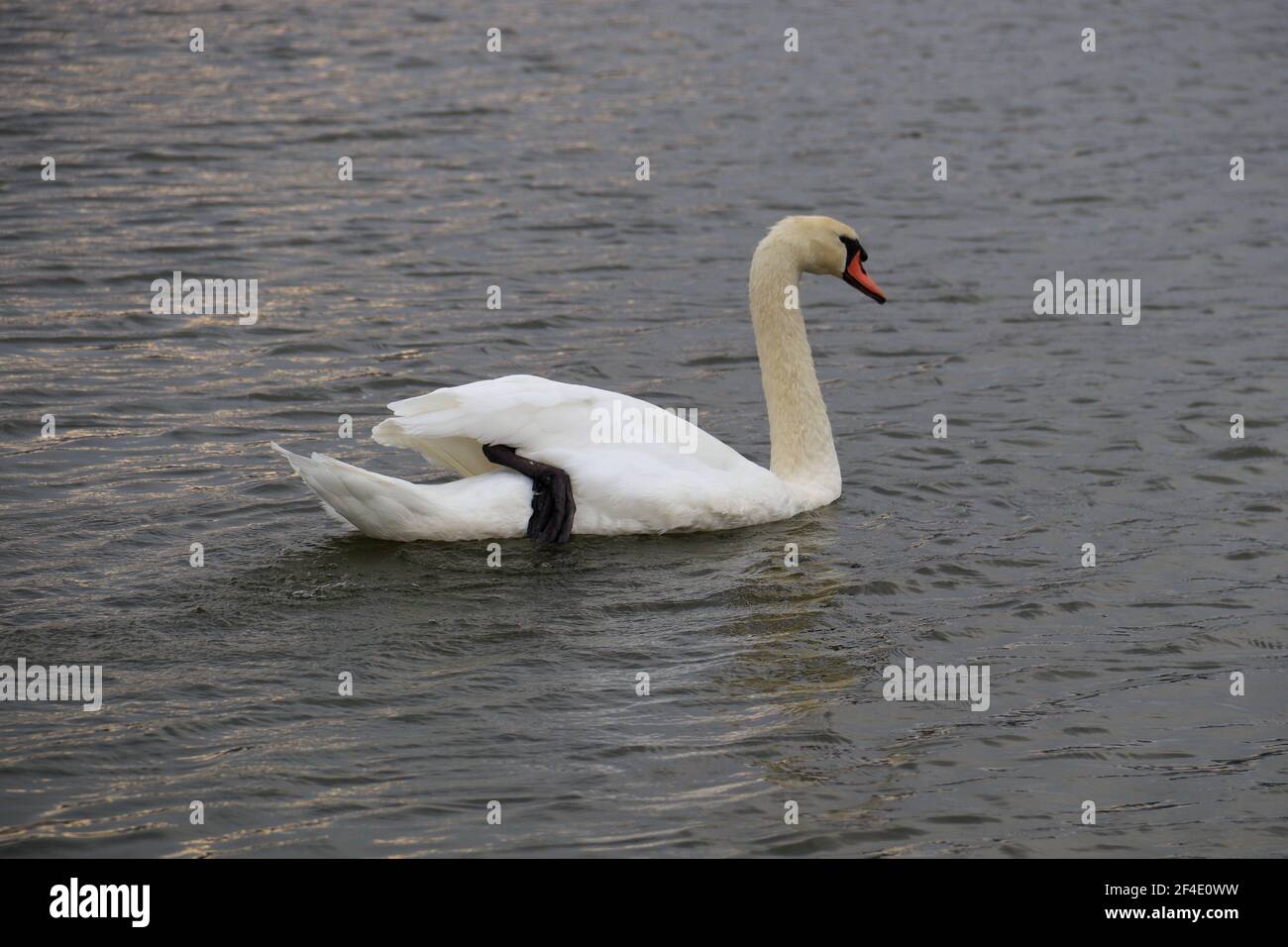 Lake Orestiada birds at Kastoria city, Macedonia, Greece Stock Photo ...
