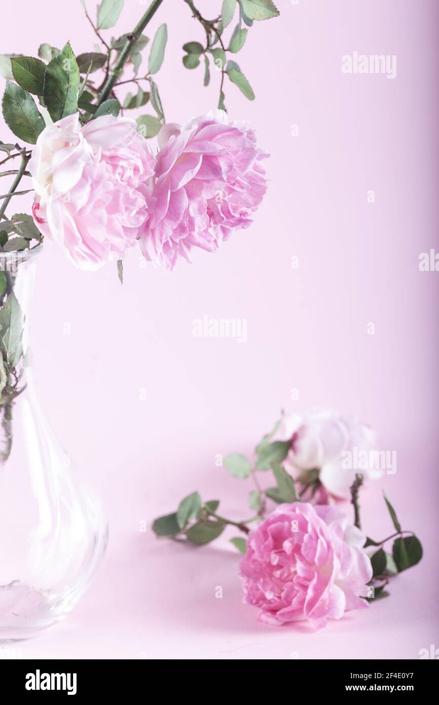 Pink roses on pink background. Soft pastel colors Stock Photo - Alamy