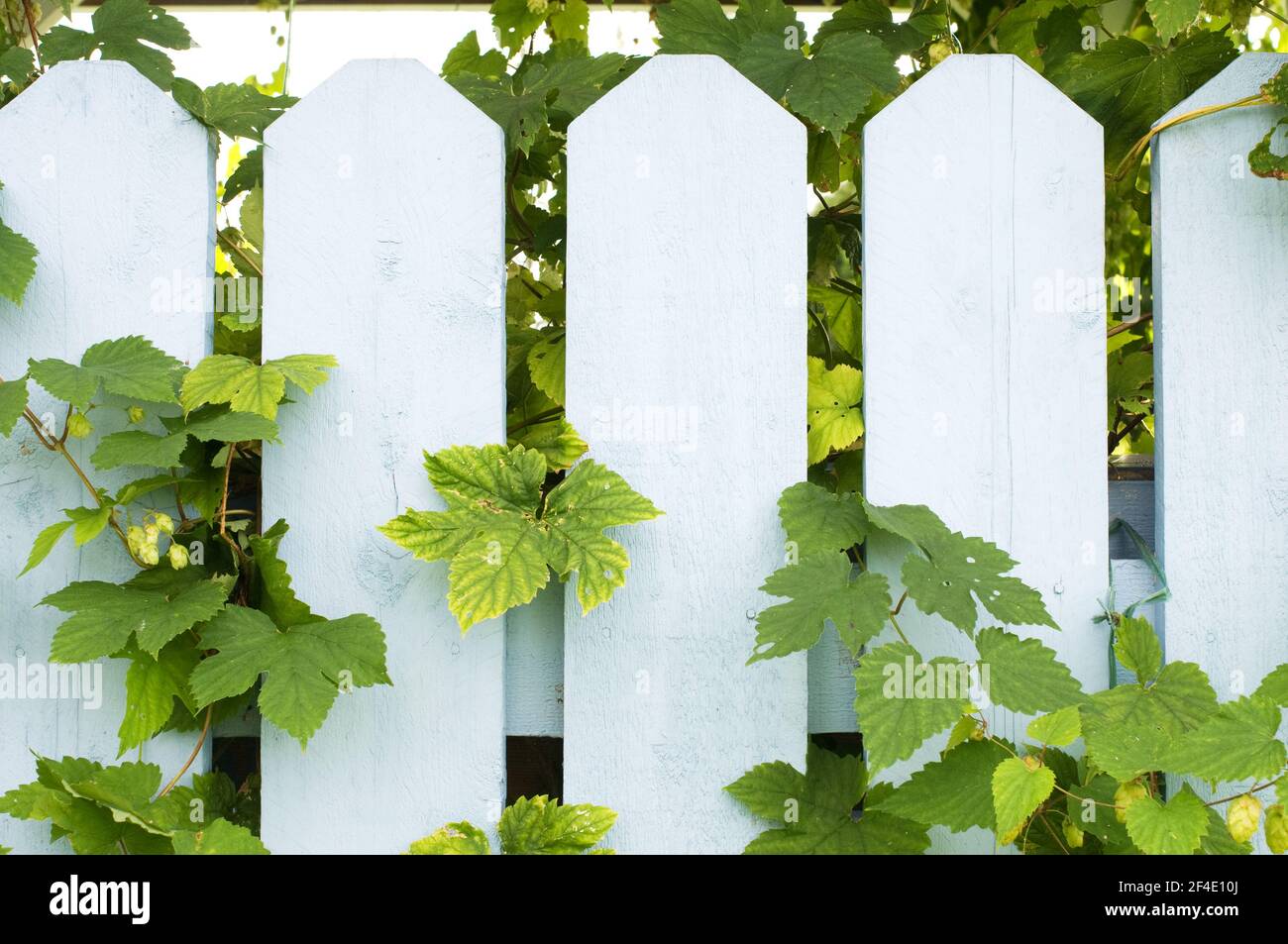 Hemp leaf border hi-res stock photography and images - Alamy