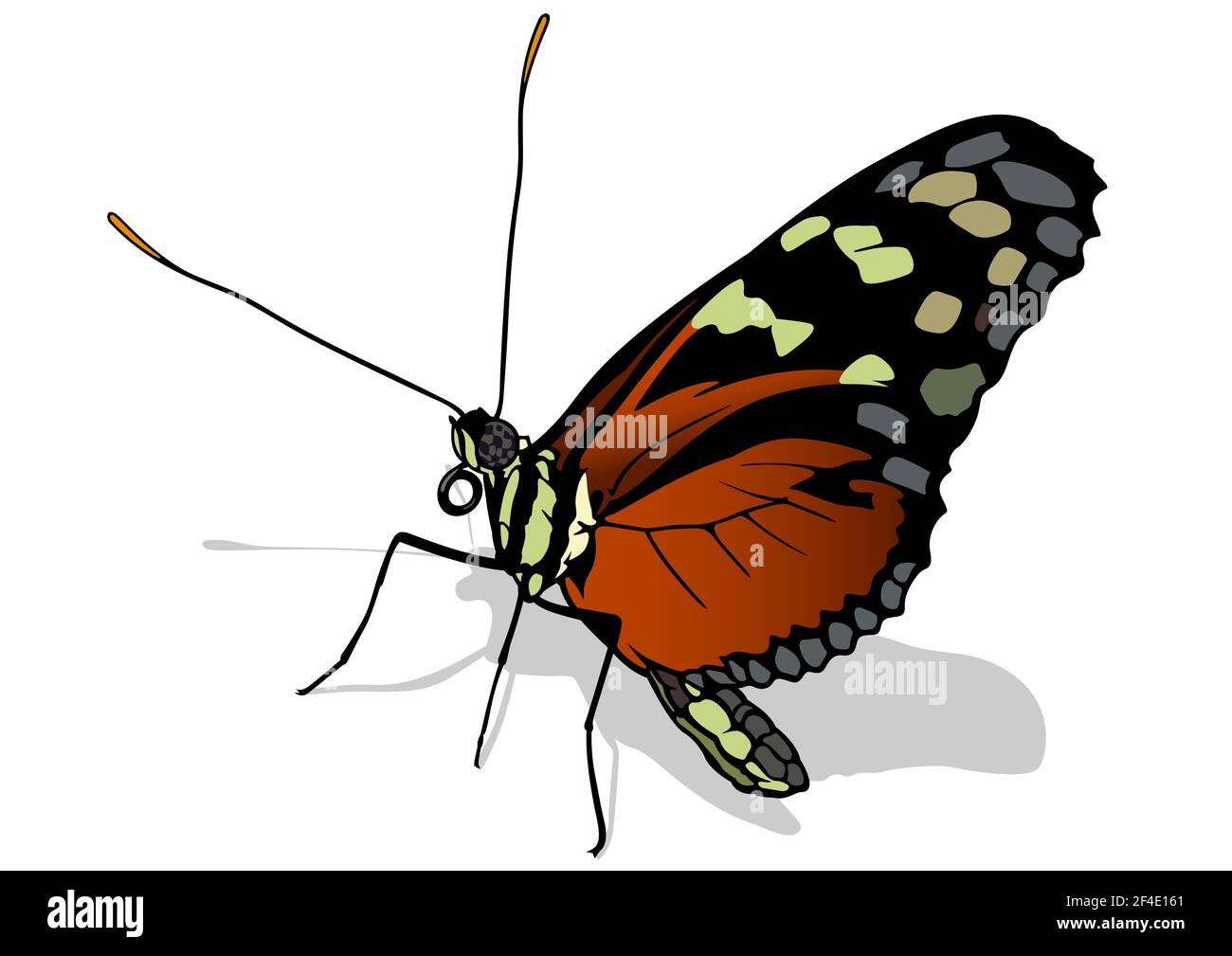 Monarch Butterfly Profile Stock Vector Image & Art - Alamy