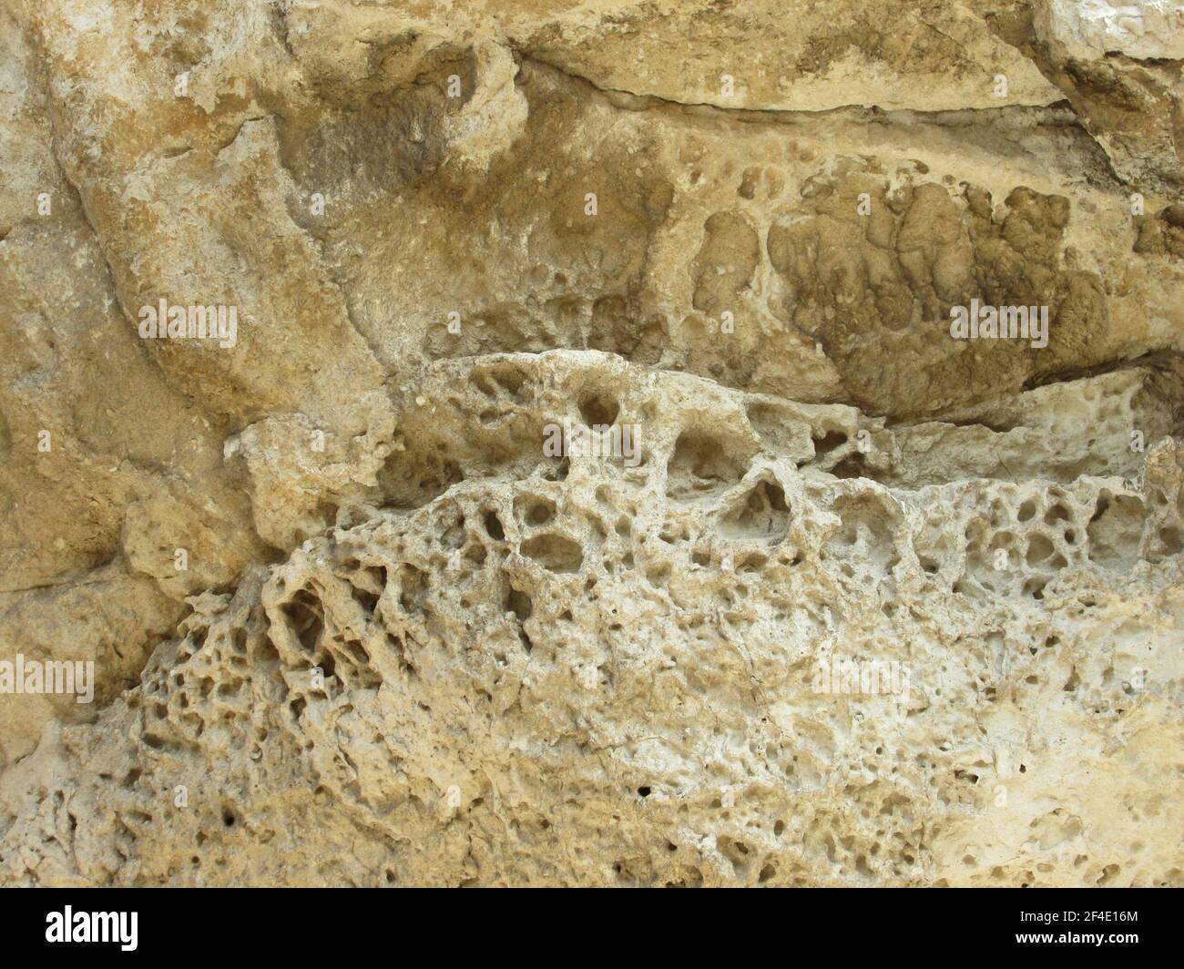 Ammonite prehistoric fossil on a rock, white relief background Stock ...