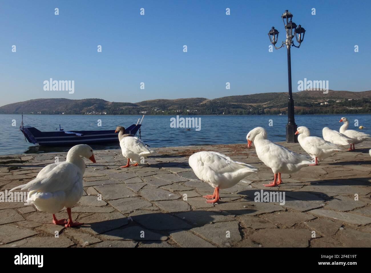 Lake Orestiada birds at Kastoria city, Macedonia, Greece Stock Photo ...