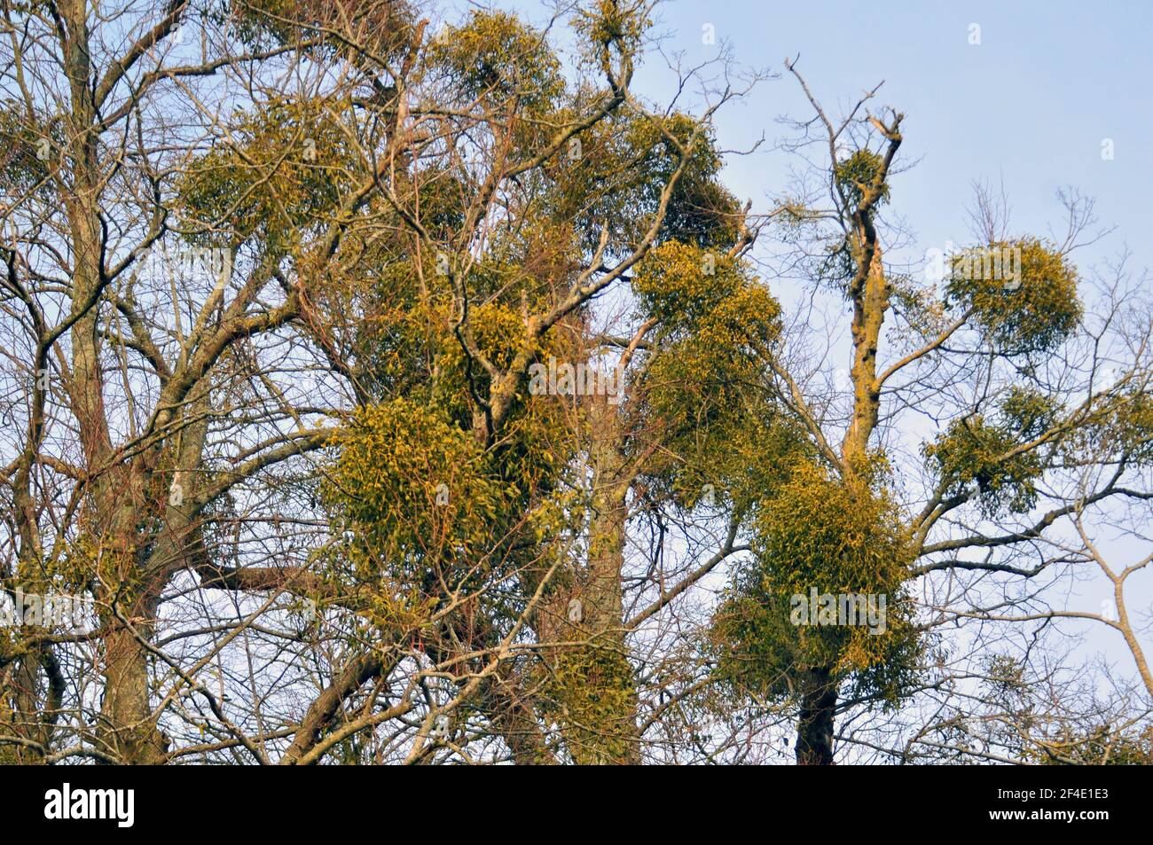 MISTLETOE GROWING ON TREES AT IDSWORTH, HAMPSHIRE Stock Photo - Alamy
