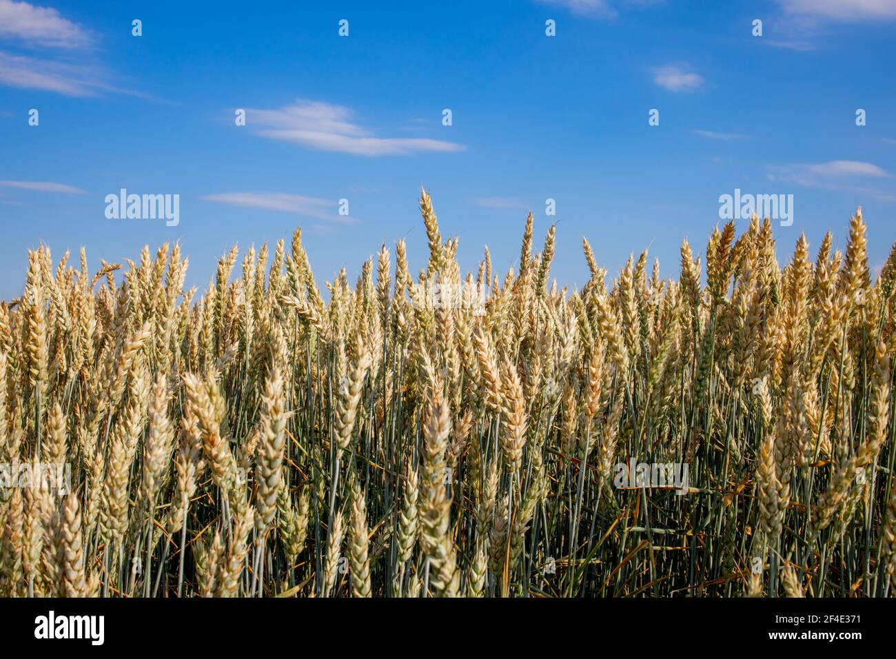 Green Wheat Field. Beautiful Nature Sunset Landscape. Background of ...