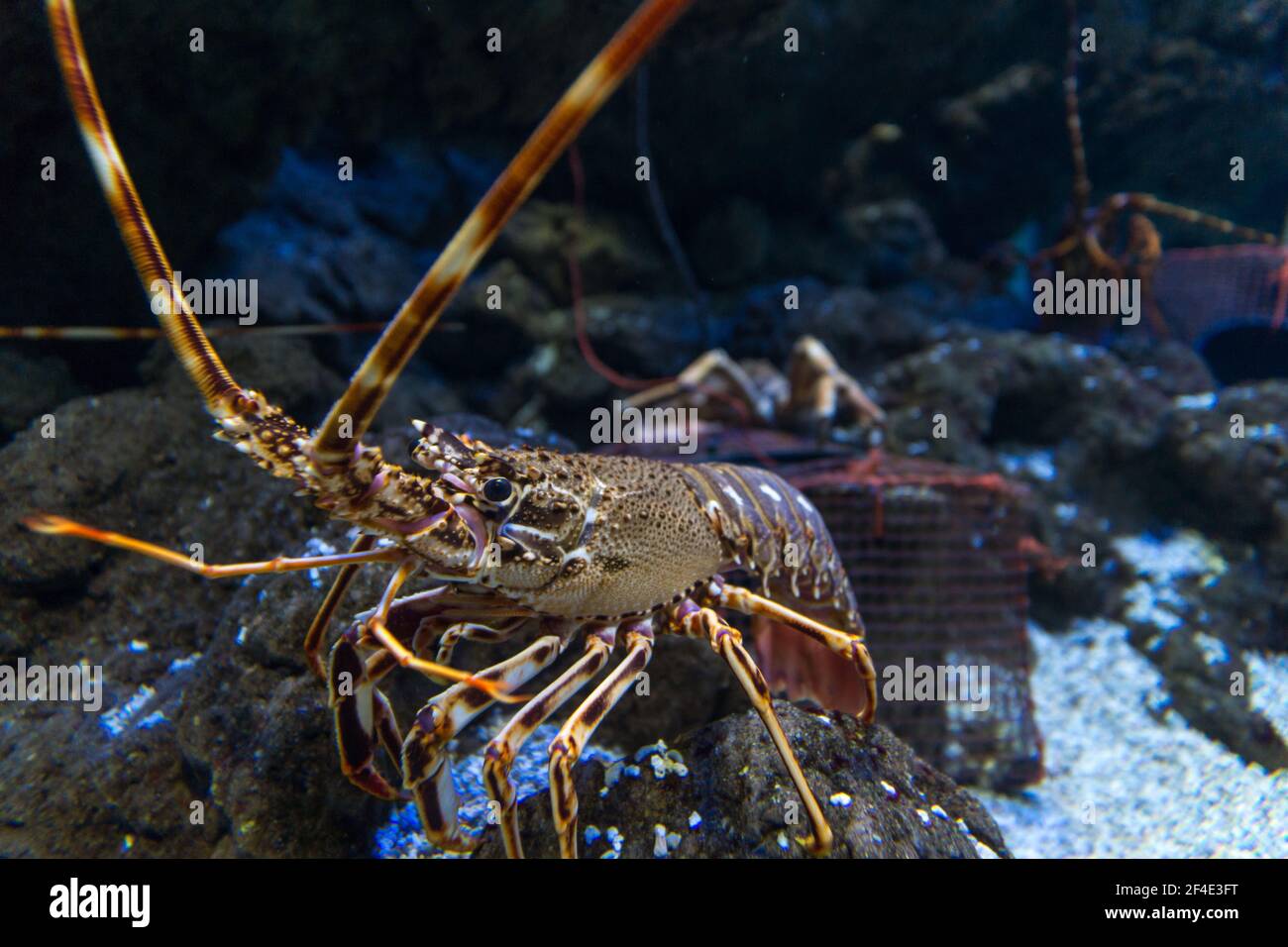 Lobster Close Up