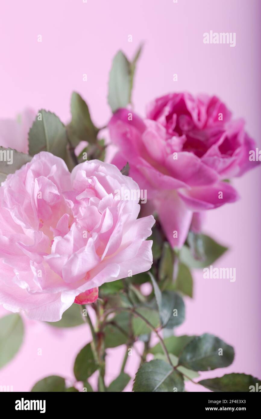 Pink rose on soft pastel background. Pastel colors. Floral background ...