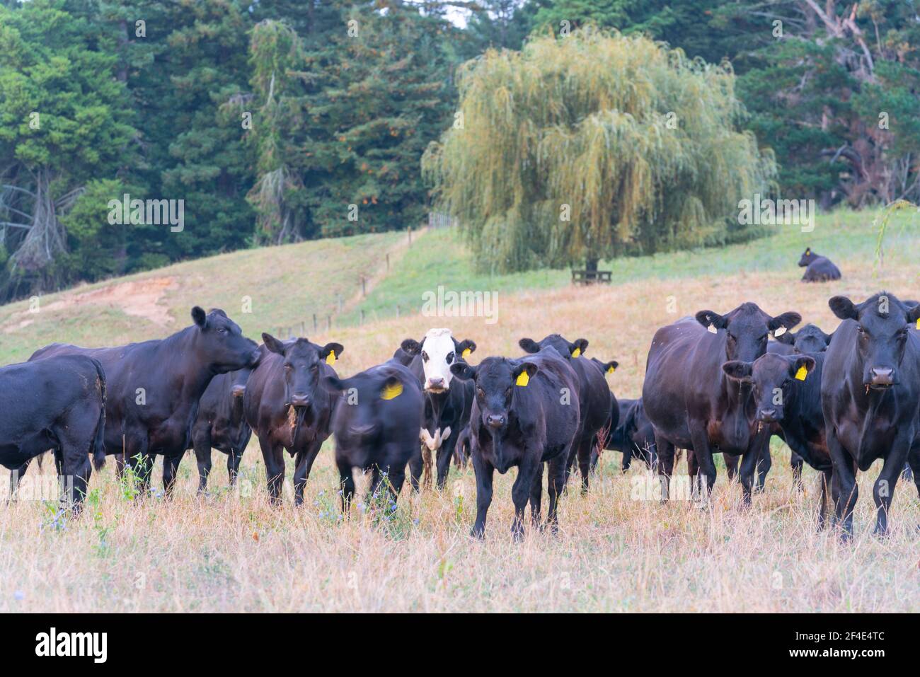 New zealand cattle cows hi-res stock photography and images - Alamy
