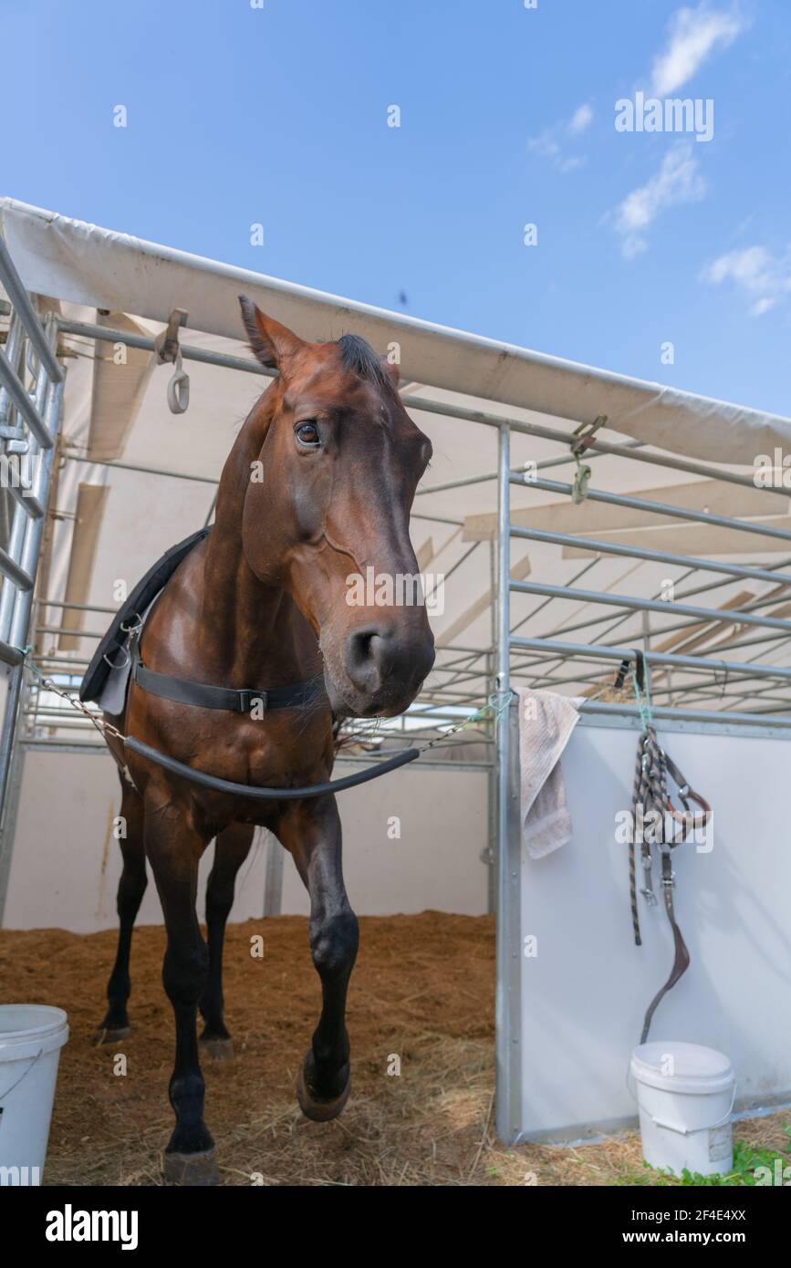 Horses looking out of stables hi-res stock photography and images - Alamy