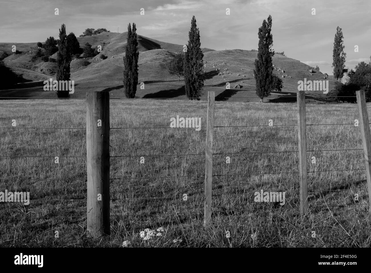 Fence row trees in rural Black and White Stock Photos & Images - Alamy