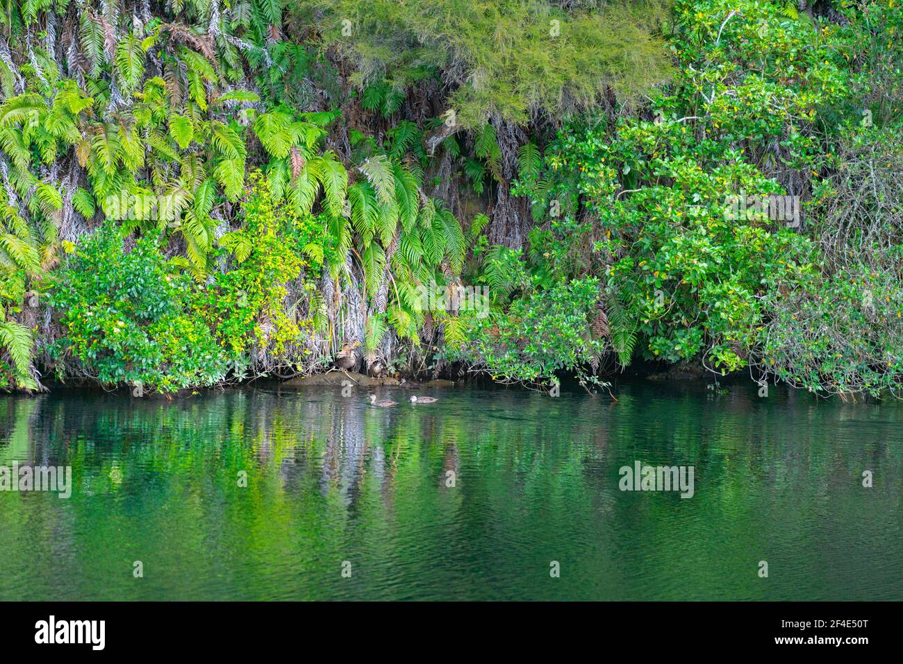 Native bush meets and is reflected in the slow flowing Waikato River at ...