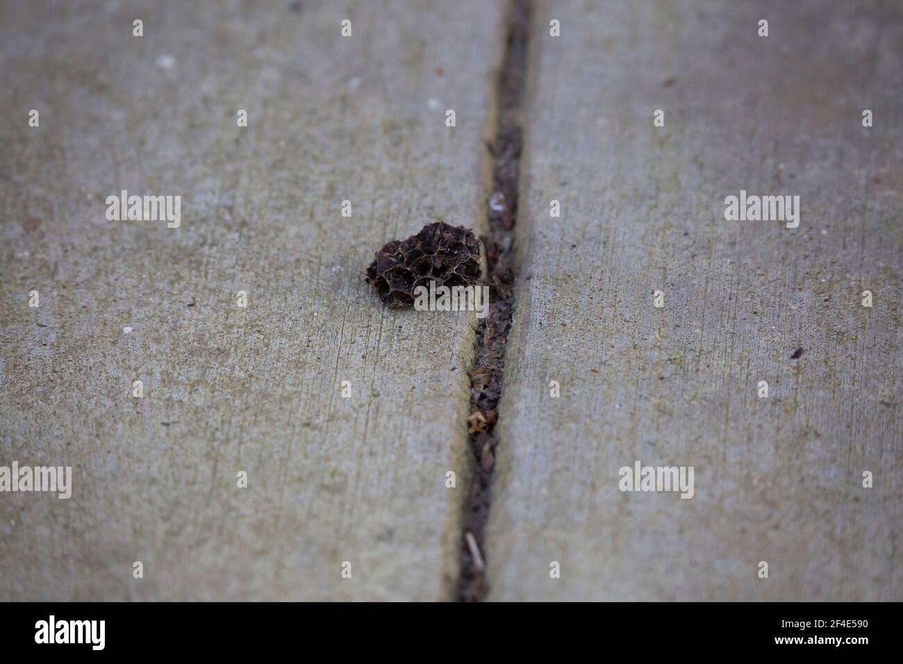 Wasp nest on a cement slab on the ground Stock Photo - Alamy