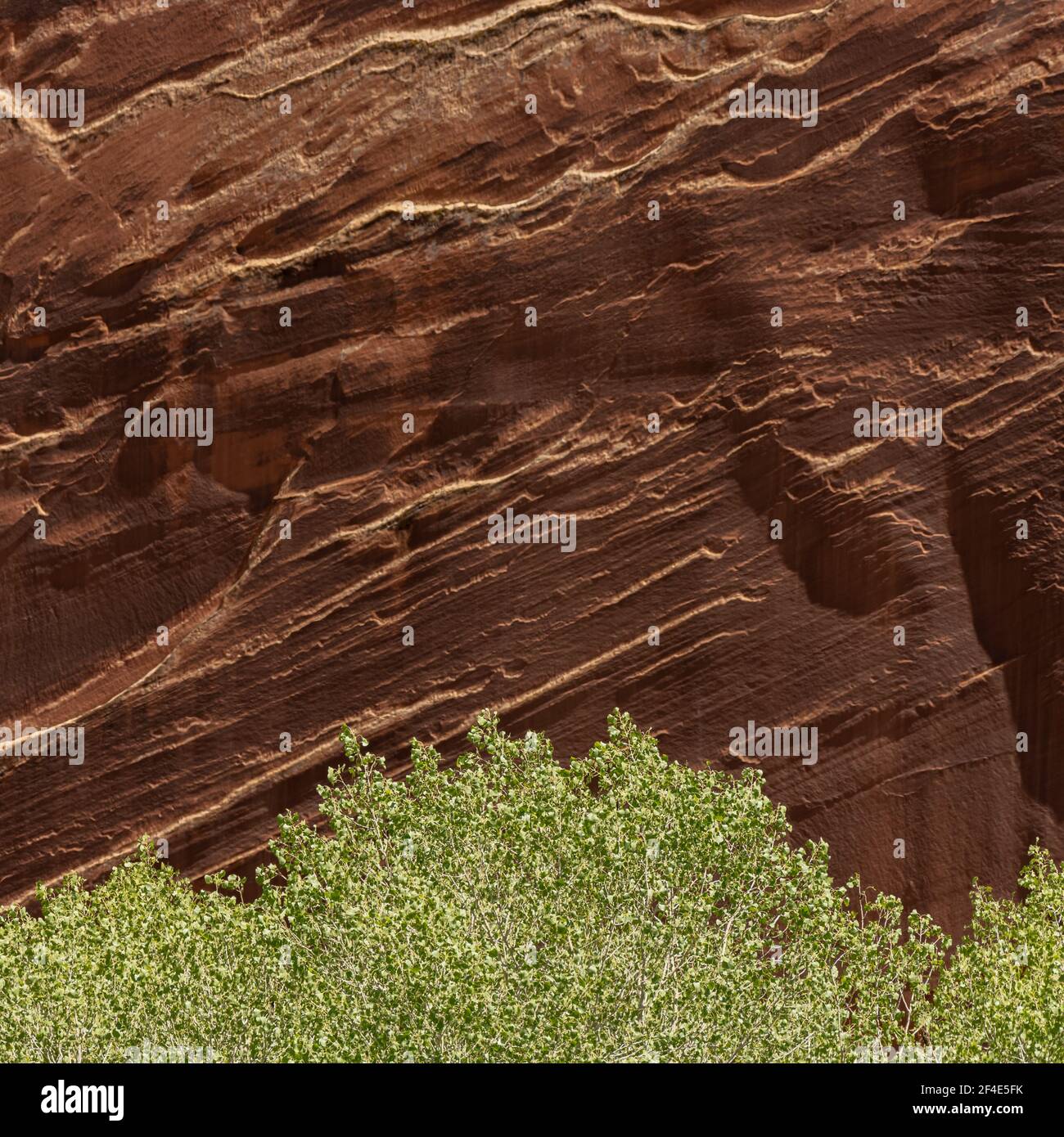 Diagonal Layers of Sandstone Above Green Trees with copy space Stock ...