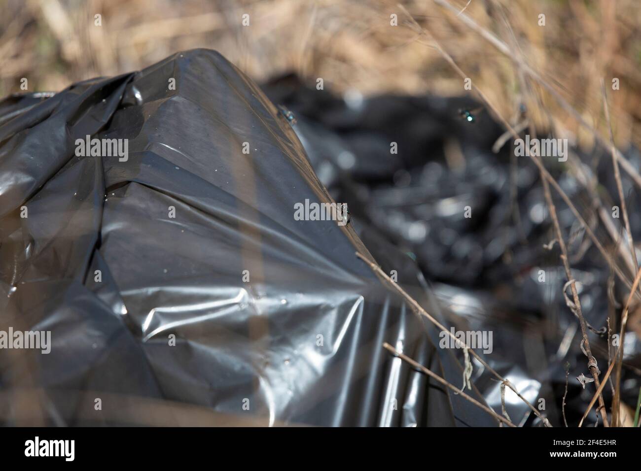 Hairy maggot blowfly (Calliphoridae) on a black garbage bag Stock Photo ...