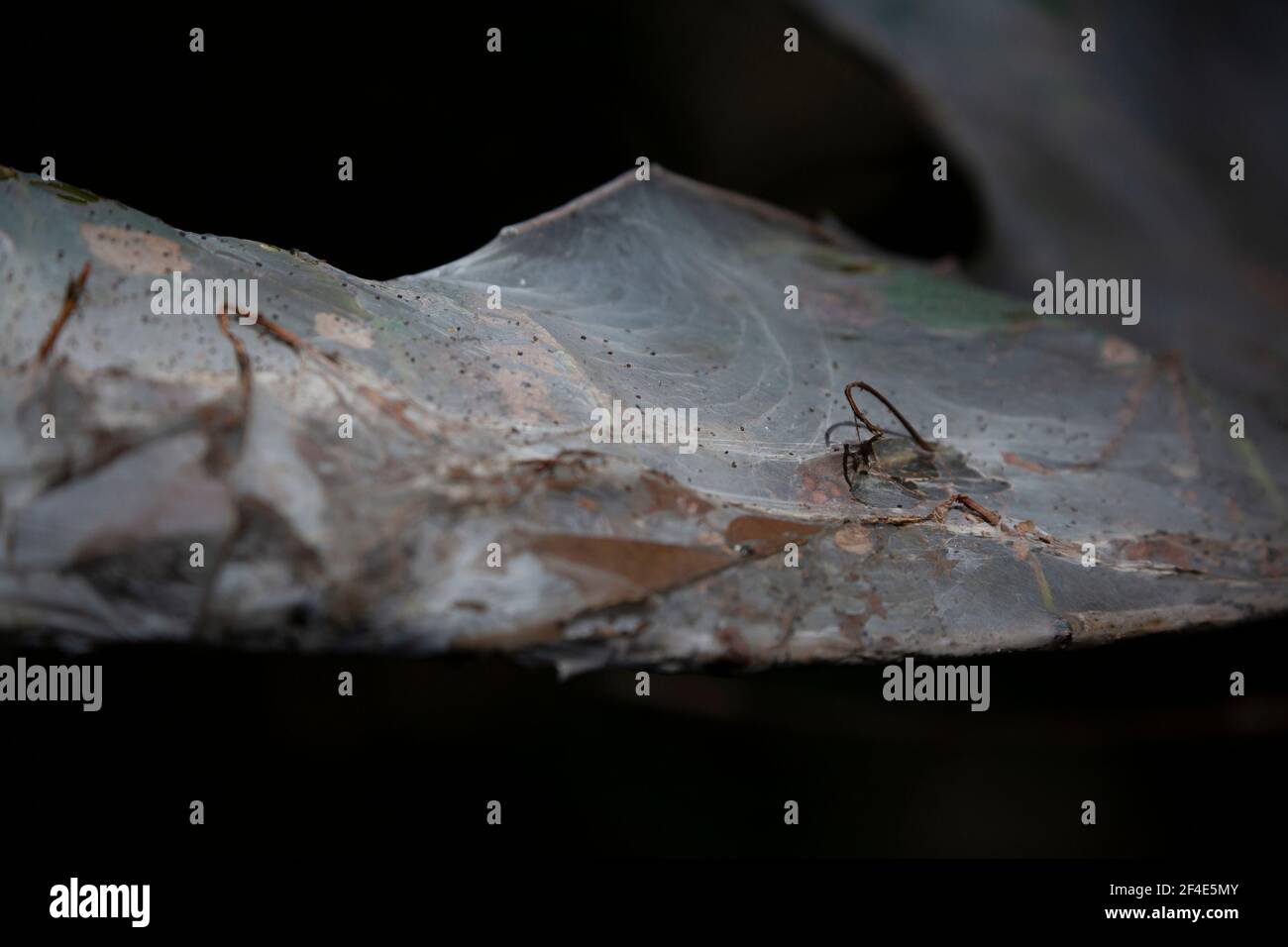 Fall webworms (Hyphantria cunea) nestled in a tree cocoon wrapped ...