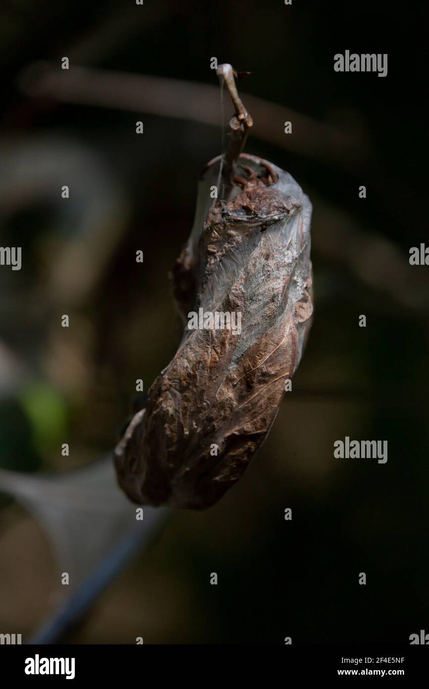 Webworms hi-res stock photography and images - Alamy