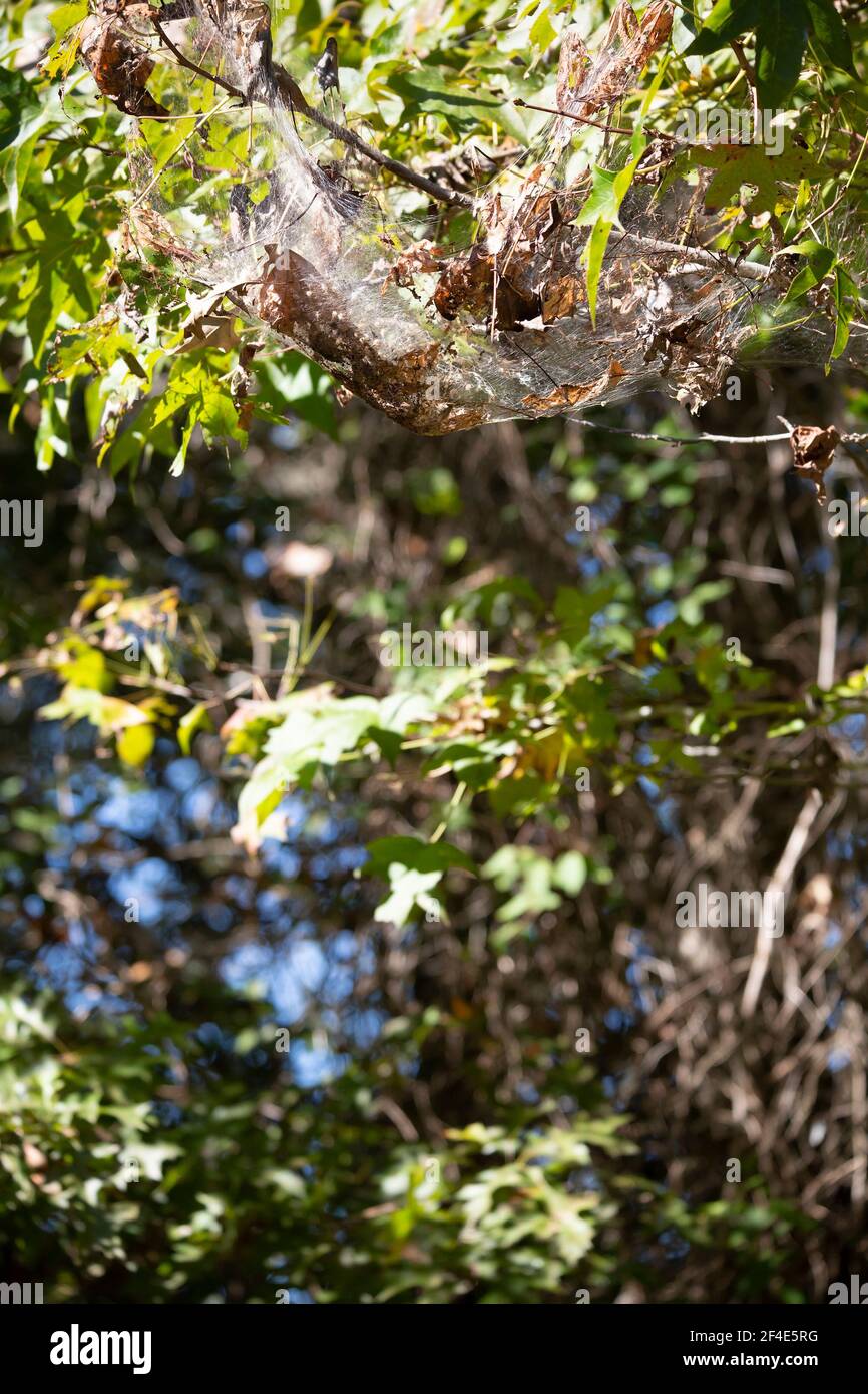 Cocoon hanging in a tall tree during the fall season Stock Photo - Alamy
