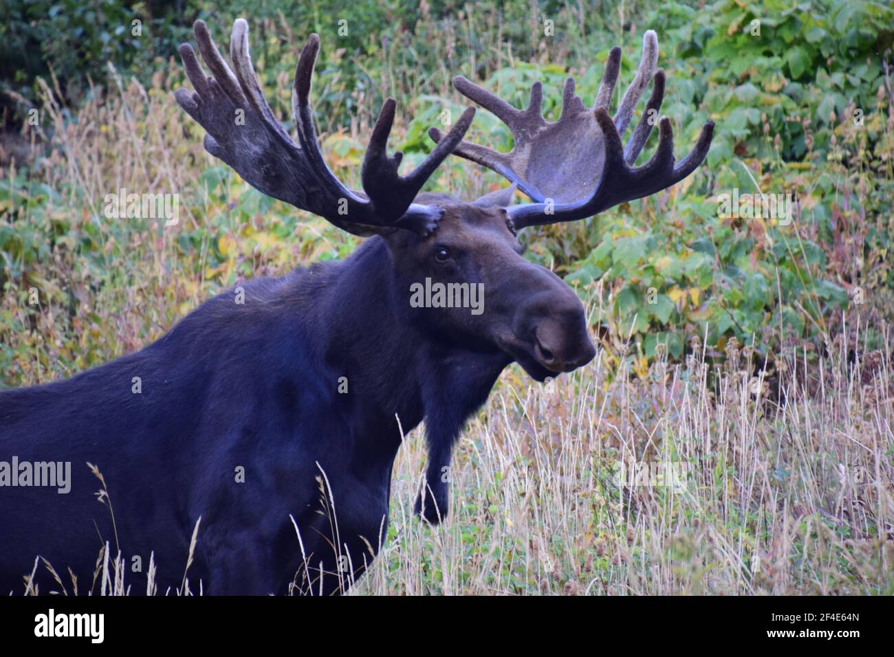 Shiras hi-res stock photography and images - Alamy