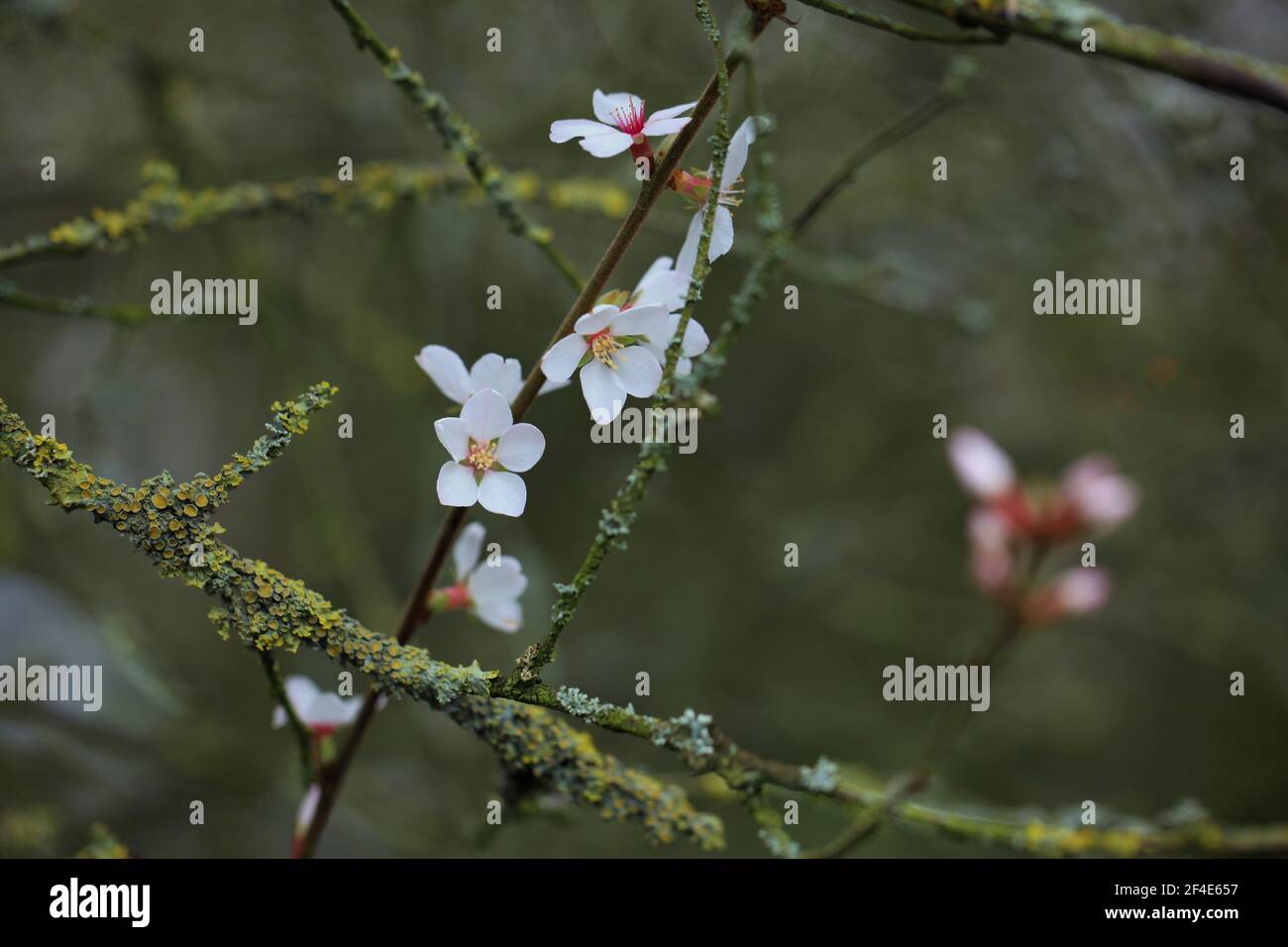 Prunus subg cerasus hi-res stock photography and images - Alamy